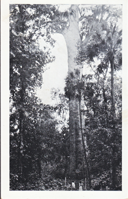 FLORIDAS BIG TREE... oldest & largest Cypress Tree, HIghways 17 and 92 ...