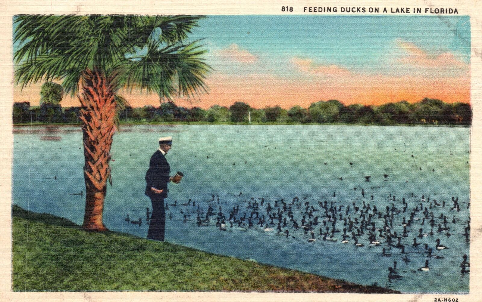 Vintage Postcard 1941 Feeding Ducks On Lake Florida Lake Adventure ...