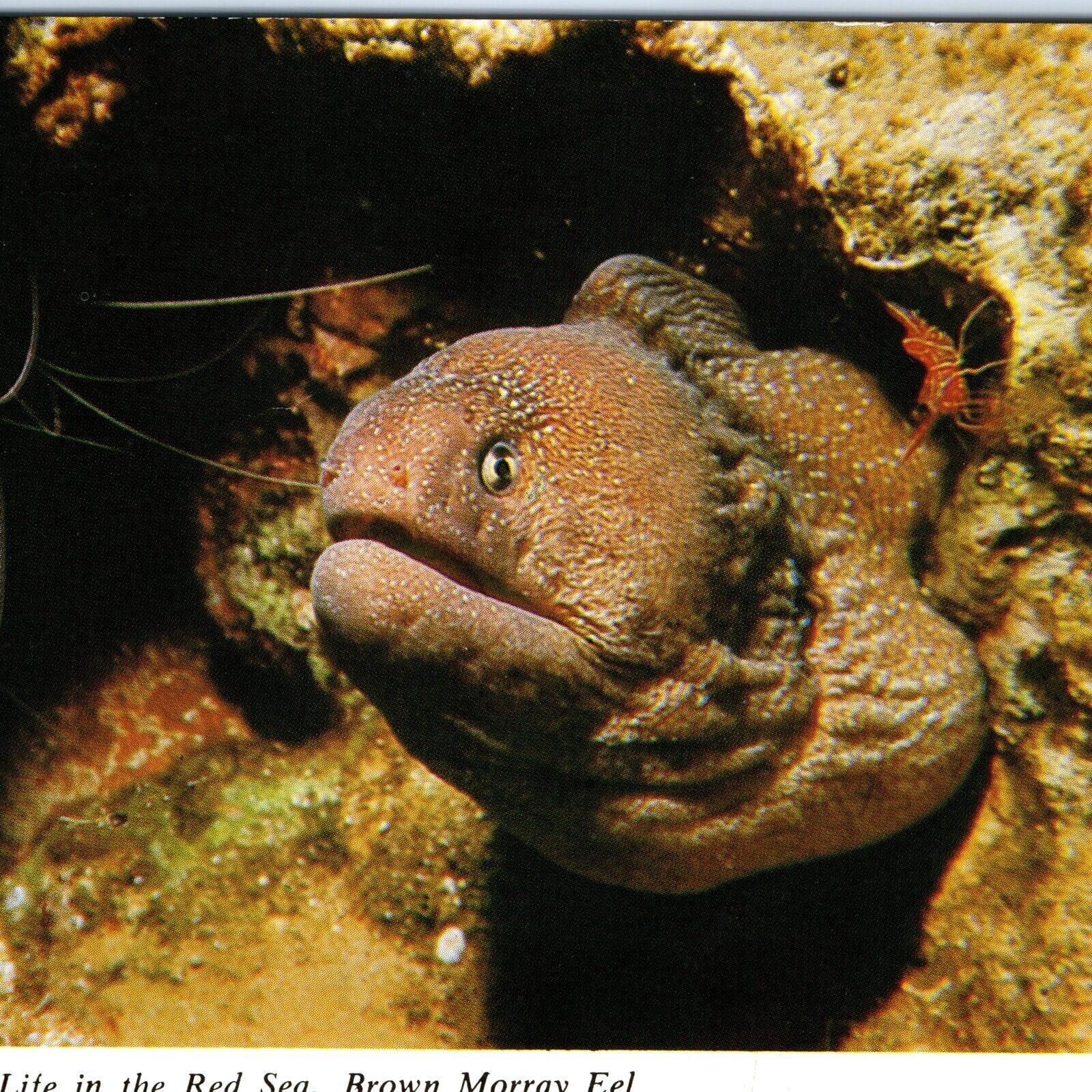 c1970s Red Sea, Israel Underwater Life Brown Morray Eel Fish Chrome 4x6 ...