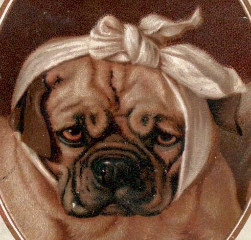 1880'S PUG DOG Happy New Year SAD (Toothache?) Great Image Condition ...