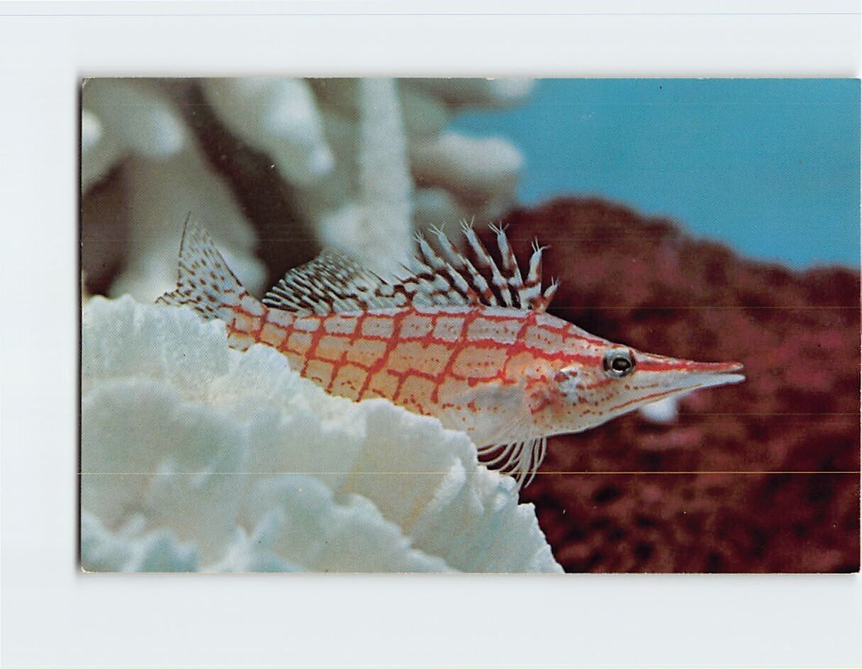 Postcard Long-nose hawkfish, Museum Scripps Institution of Oceanography ...
