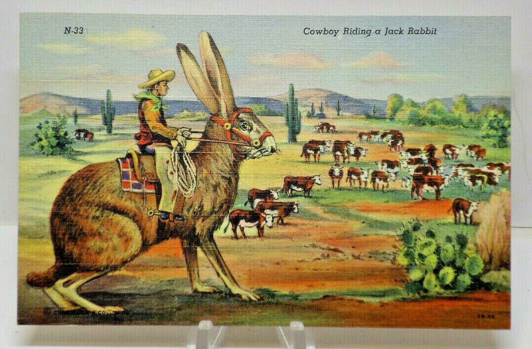 Texas Cowboy Riding a Jack Rabbit Exaggeration Linen Comic Postcard A8 ...