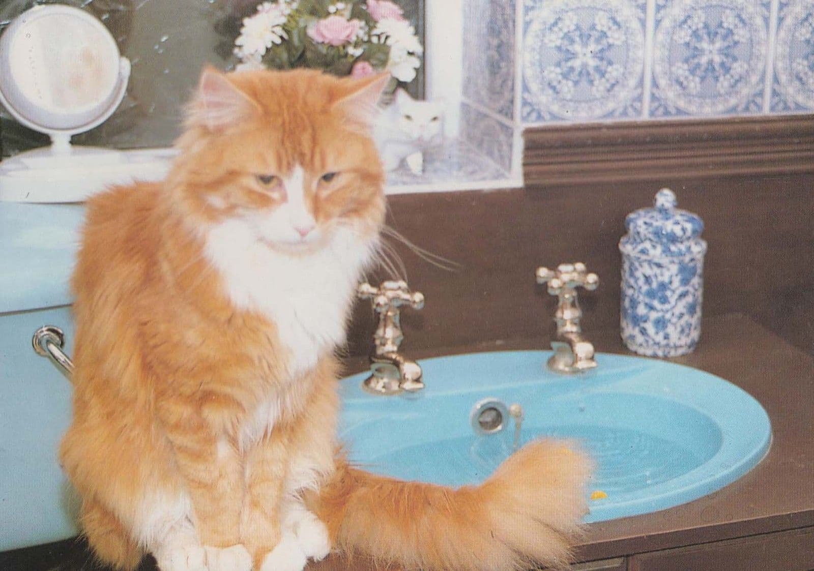 Toilet Trained Red Tabby Maine in Bathroom Cat Brenda Goodwin Cats ...