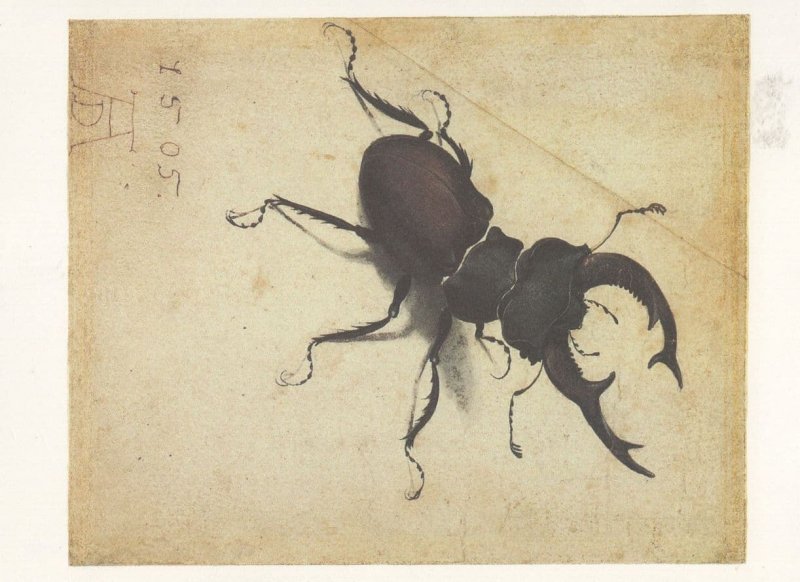 Albrecht Durer Stag Beetle Paul Getty Museum Painting Postcard | Topics ...