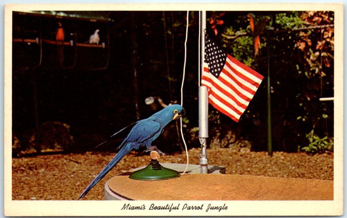 Postcard - "Jacky" Performing Macaw at Miami's Beautiful Parrot Jungle ...