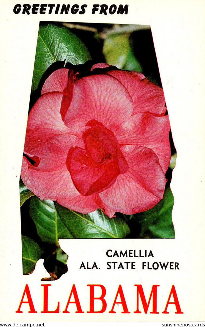 Alabama Greetings With State Flower The Camellia | United States ...