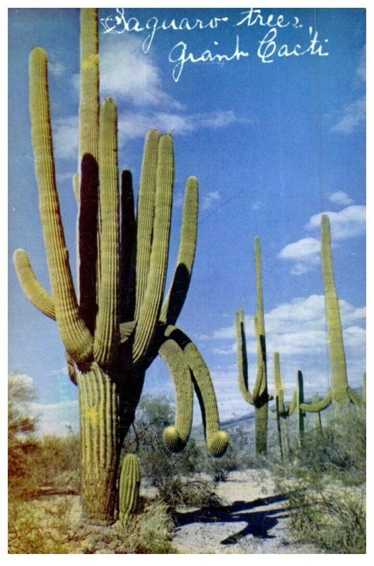 Saguaro Giant Cacti Estimated To Be 250 Years Old Cactus Postcard ...
