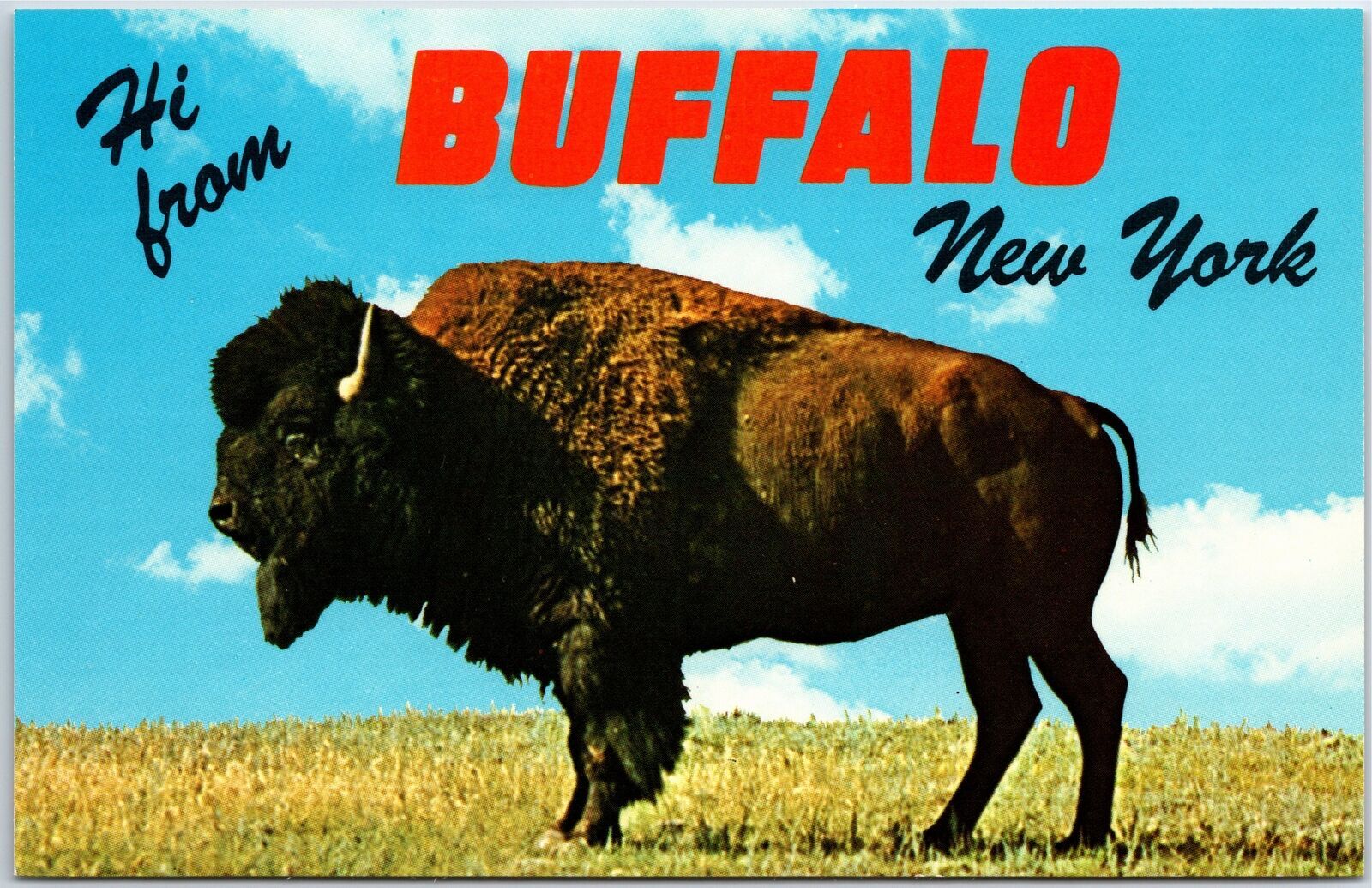 Vintage Postcard HI From Buffalo New York Bison Buffalo and History ...