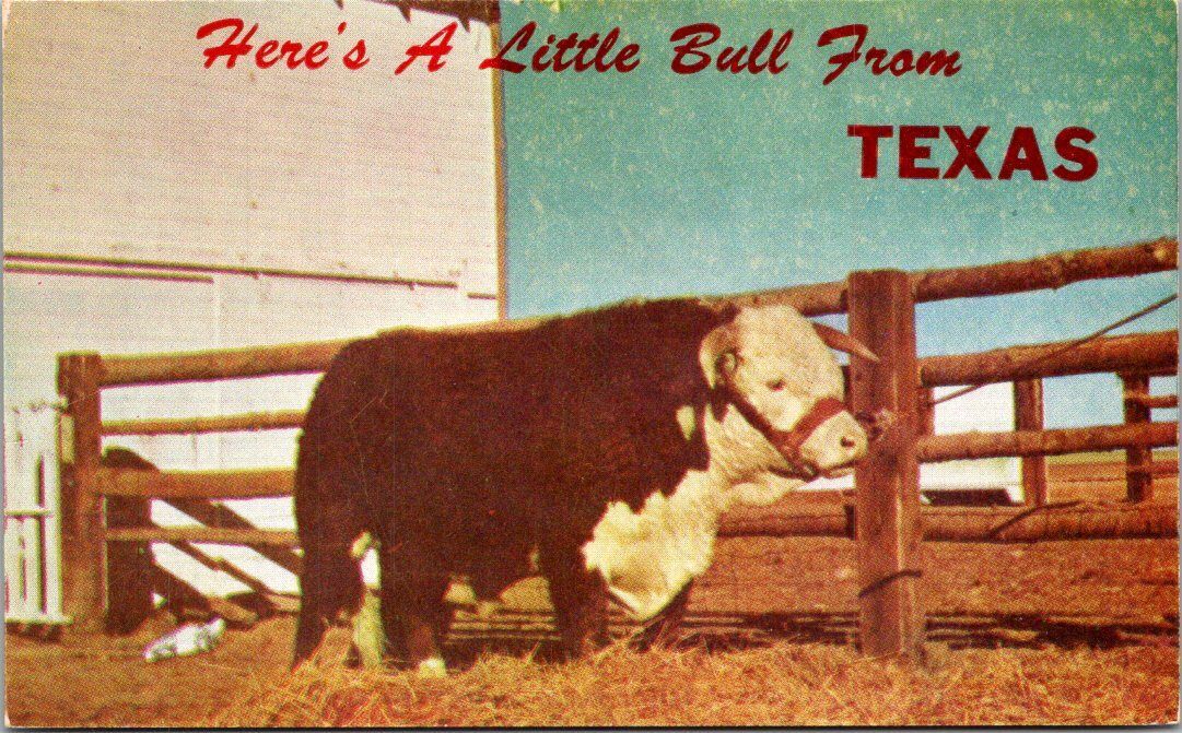 Texas Hunour Here's A Little Bull From Texas Prize White Face Bull ...