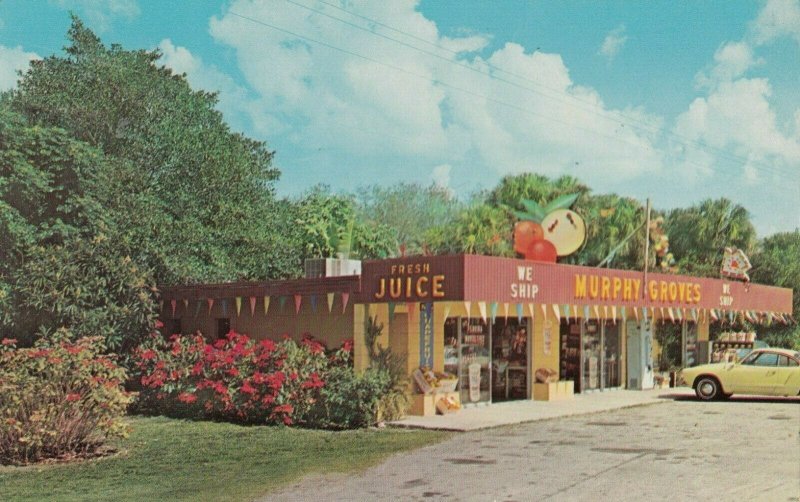 ALVA, Florida,1950-60s; Murphy Groves Citrus Stand | United States ...