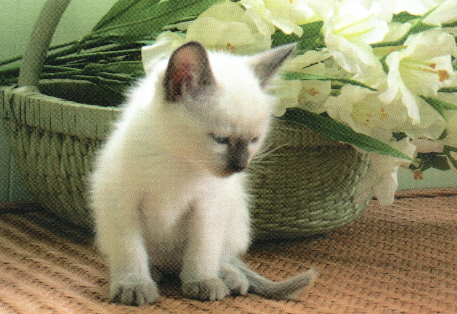 Vintage Postcard White Furred Kitten North Shore Animal League America ...