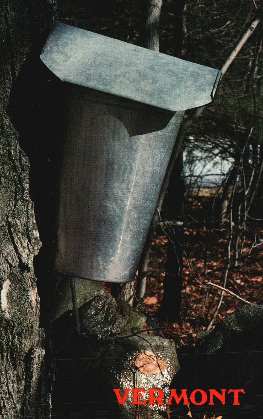 Postcard Sap Bucket Hanging From The Maple Tree Sure Sign Of Spring ...