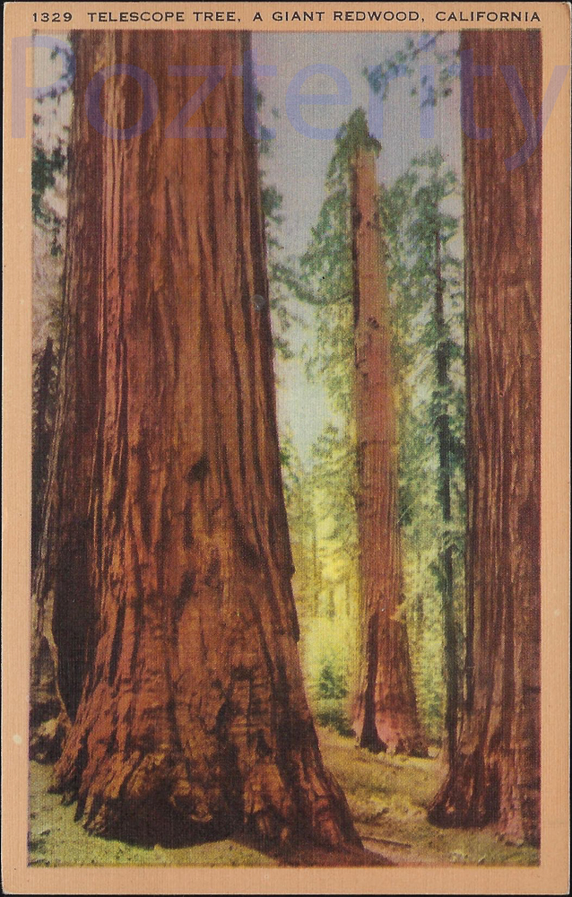 The Telescope Tree on the Redwood Highway California | United States ...