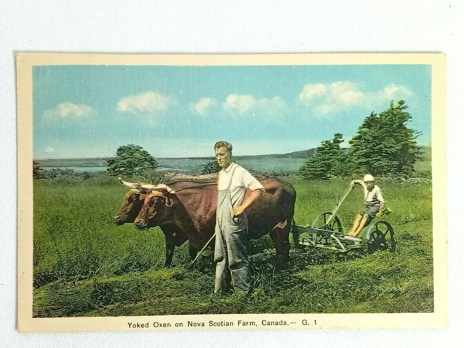 Vintage Postcard 1930's Yoked Oxen on Nova Scotian Farm Canada Cutting ...