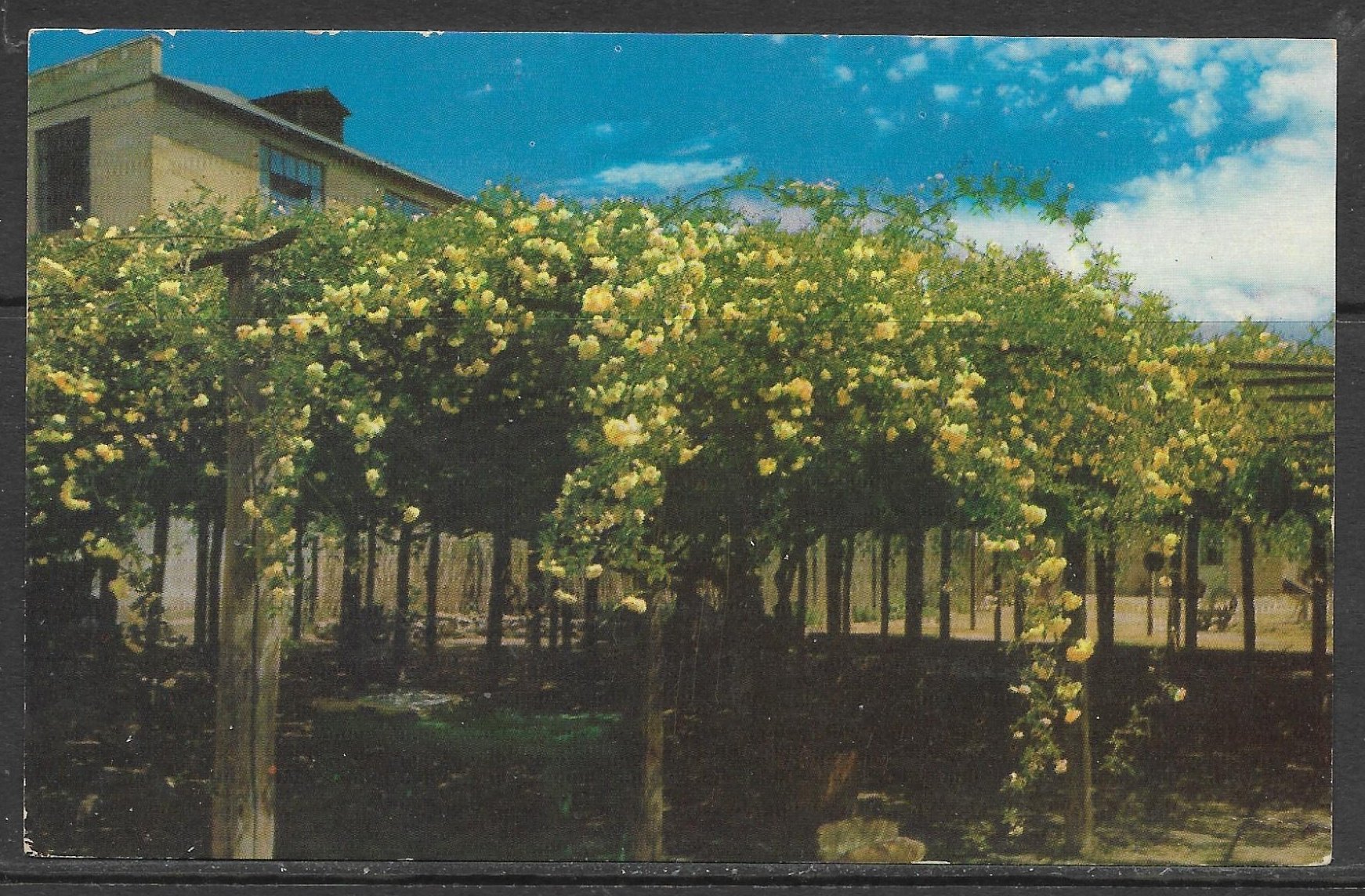 Arizona, Tombstone - World's Largest Rose Tree - [AZ-194] | United ...