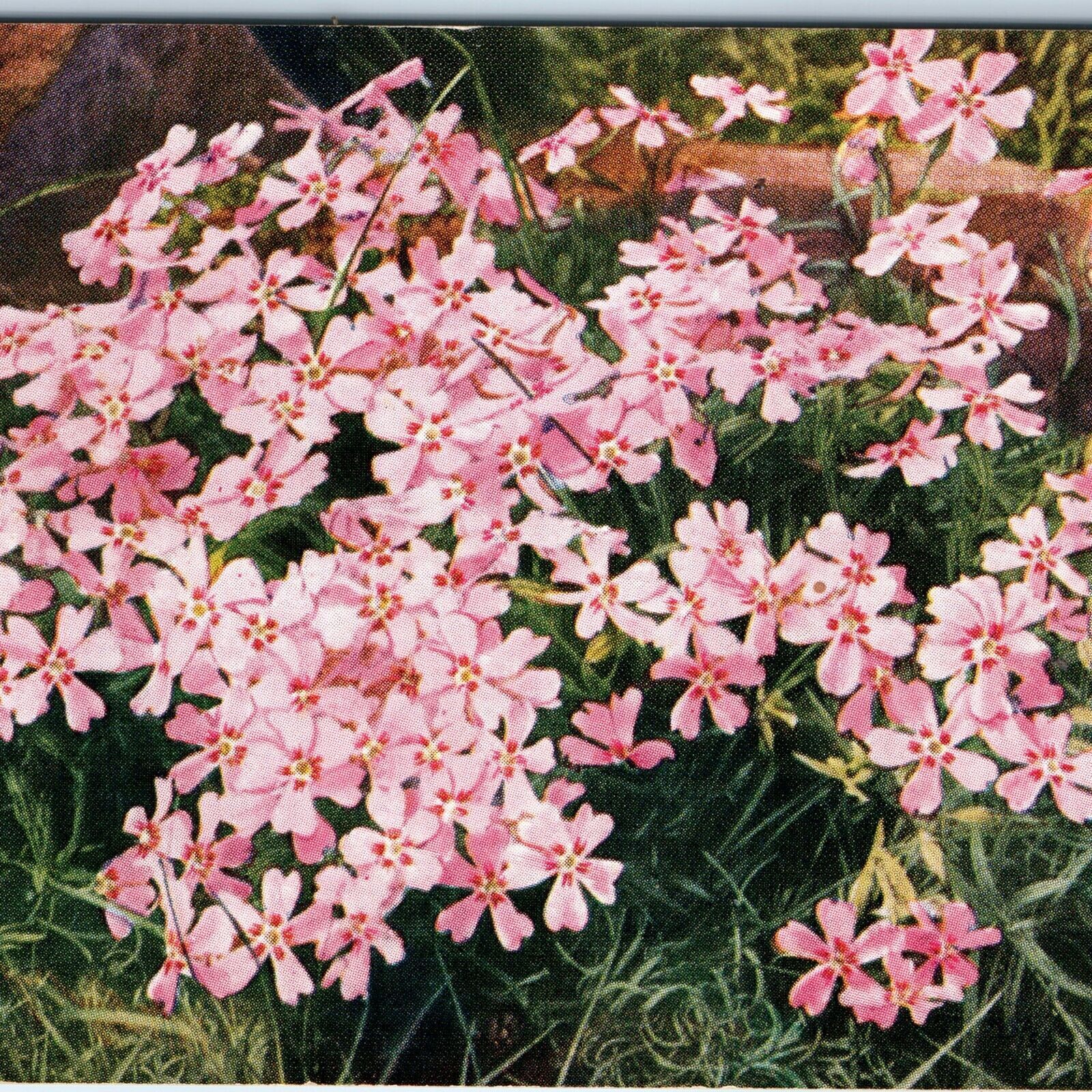 1932 CA Mitchell Flower Species Phlox Subulata Ground Pink Moss PC ...