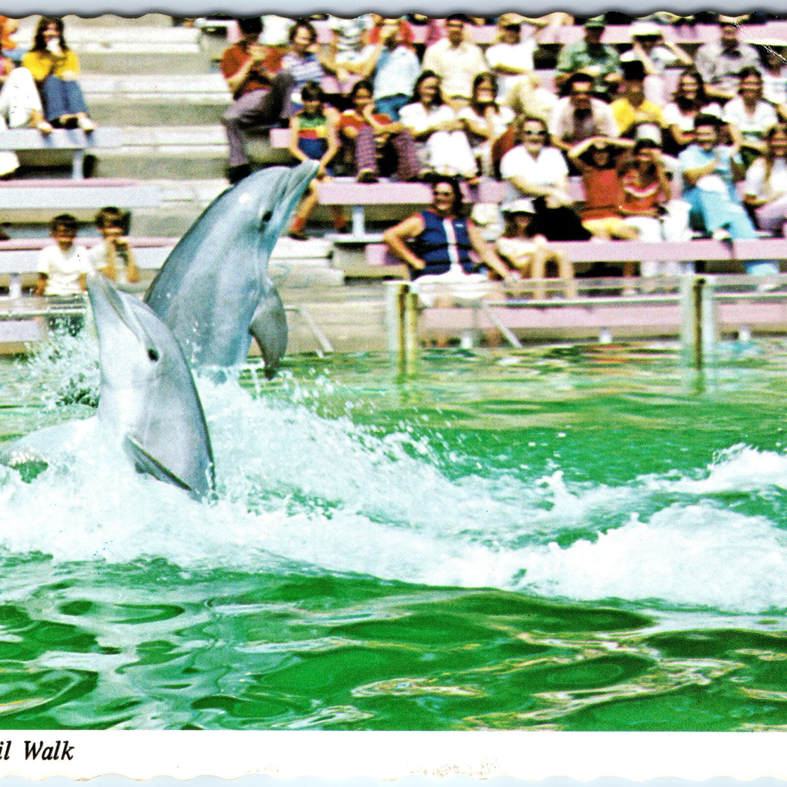 c1970s Orlando, FL Sea World Dolphin Tail Walk Seaworld Zoo 4x6 PC ...