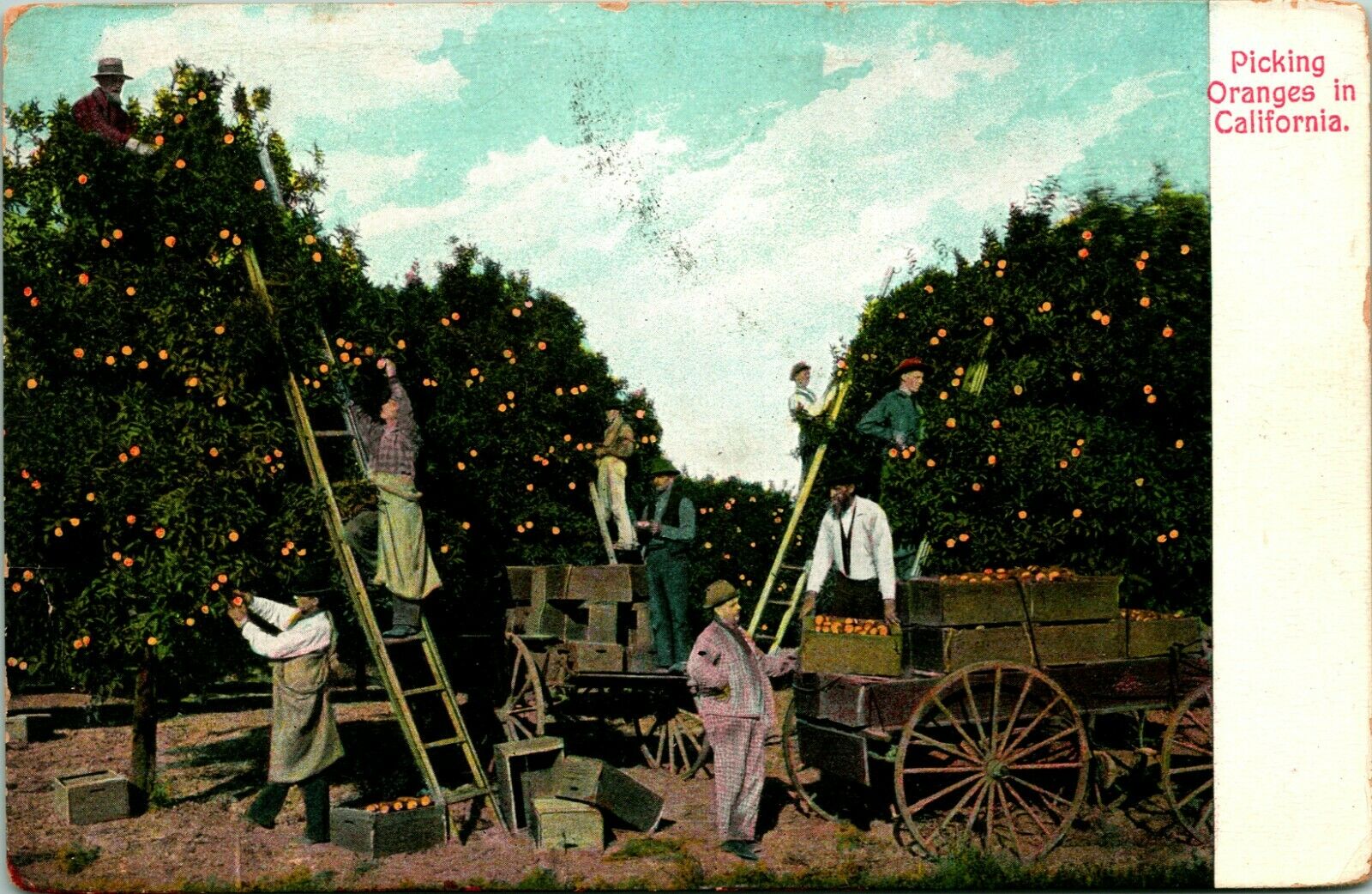 Vtg Postcard PNC 1910 - Picking Oranges In California Ladders and Carts ...