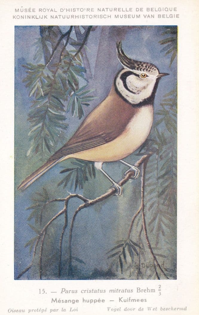 European Crested Tit Paras Cristatus Mitratus Rare WW2 Bird Postcard ...