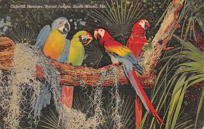 Colorful Macaw Family in the Parrot Jungle Miami FL | United States ...