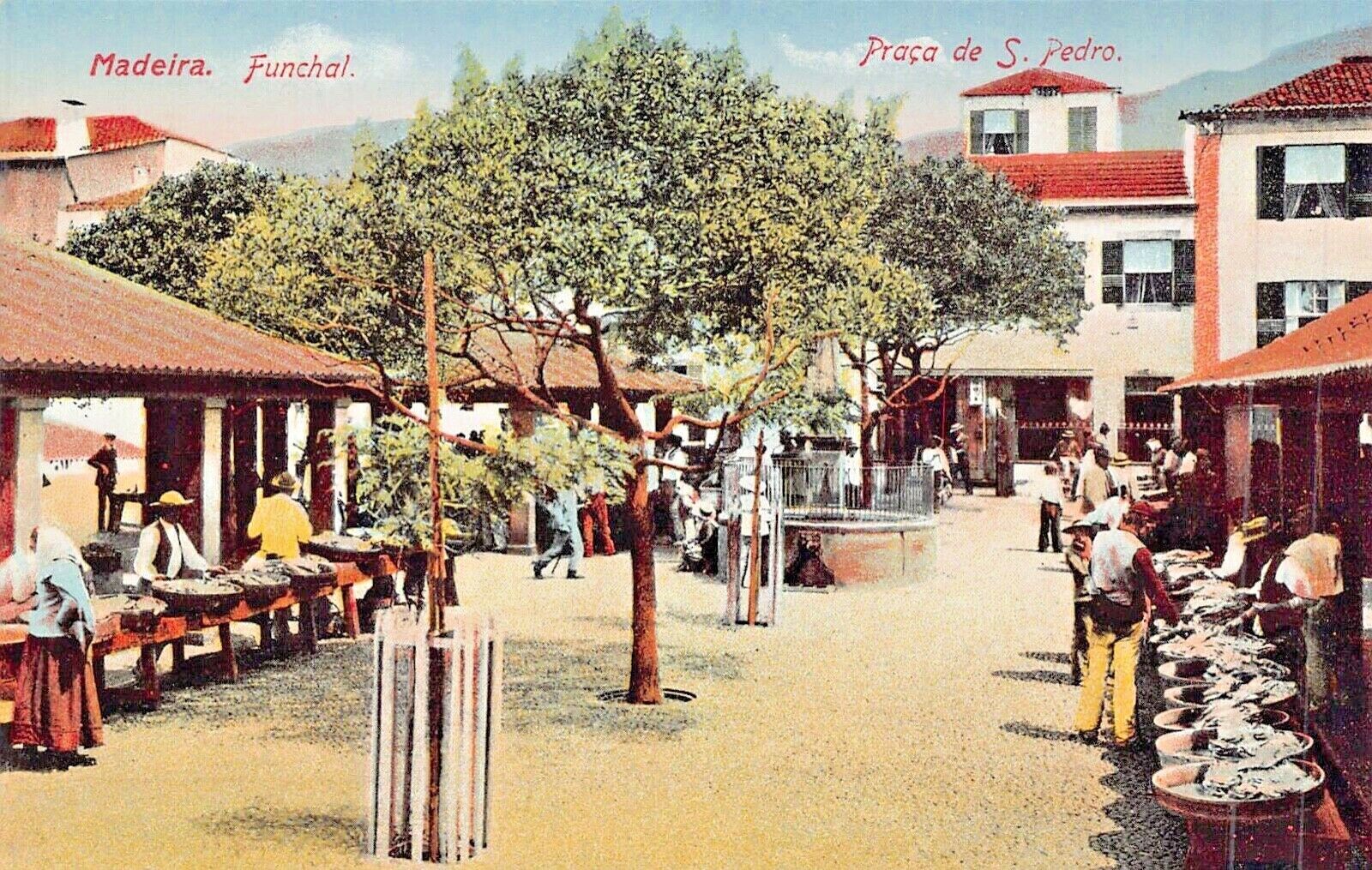 Madeira Portugal~Funchal-Praca De Pedro Postcard | Europe - Portugal ...