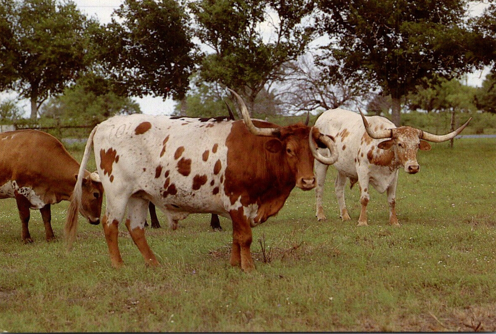 Texas Kingsville King Ranch Vergonzoso "Bashful" Longhorn Steer ...