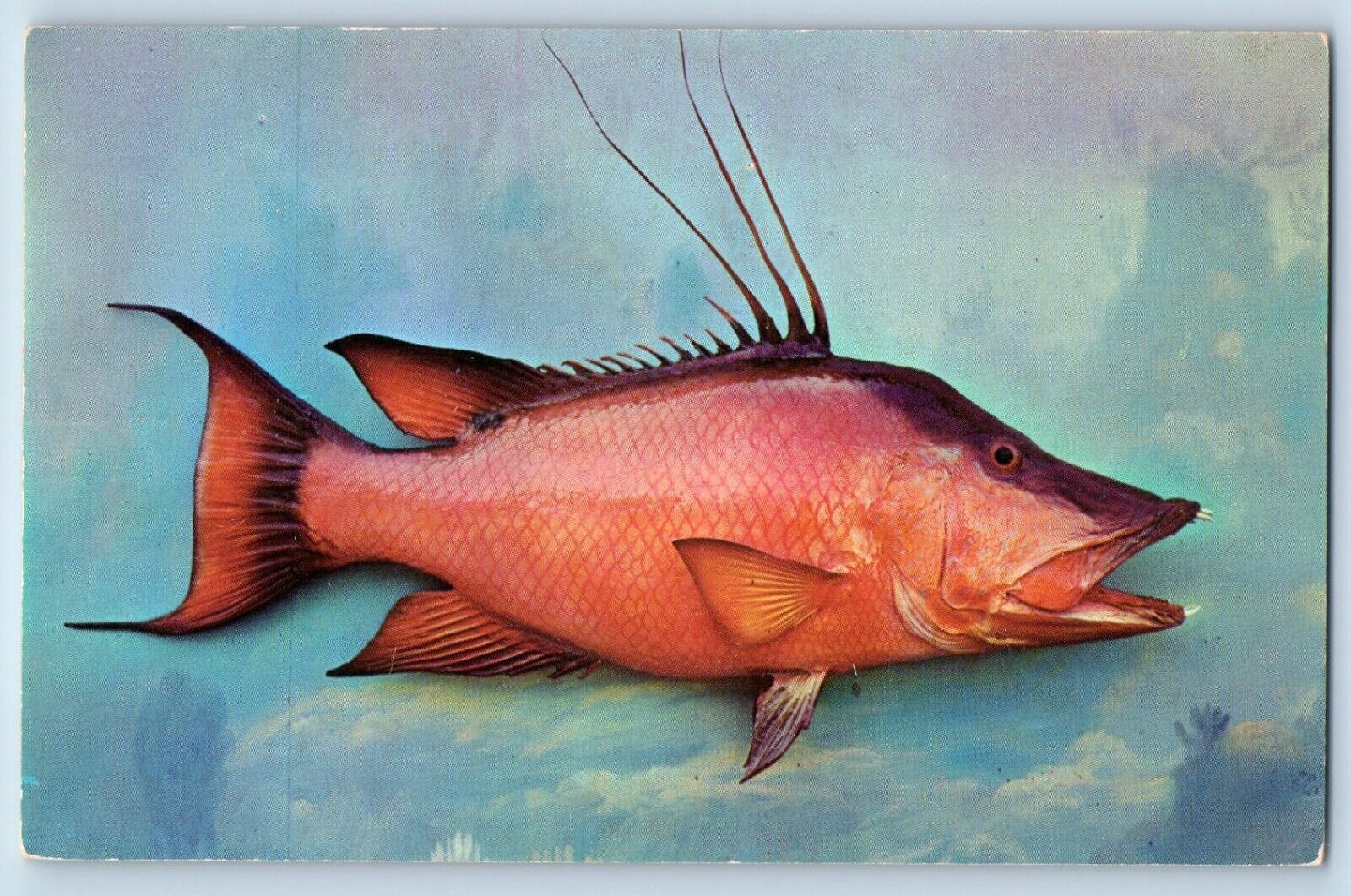 Hog Fish Postcard Largest Of The Wrasse's Found In South Florida And ...