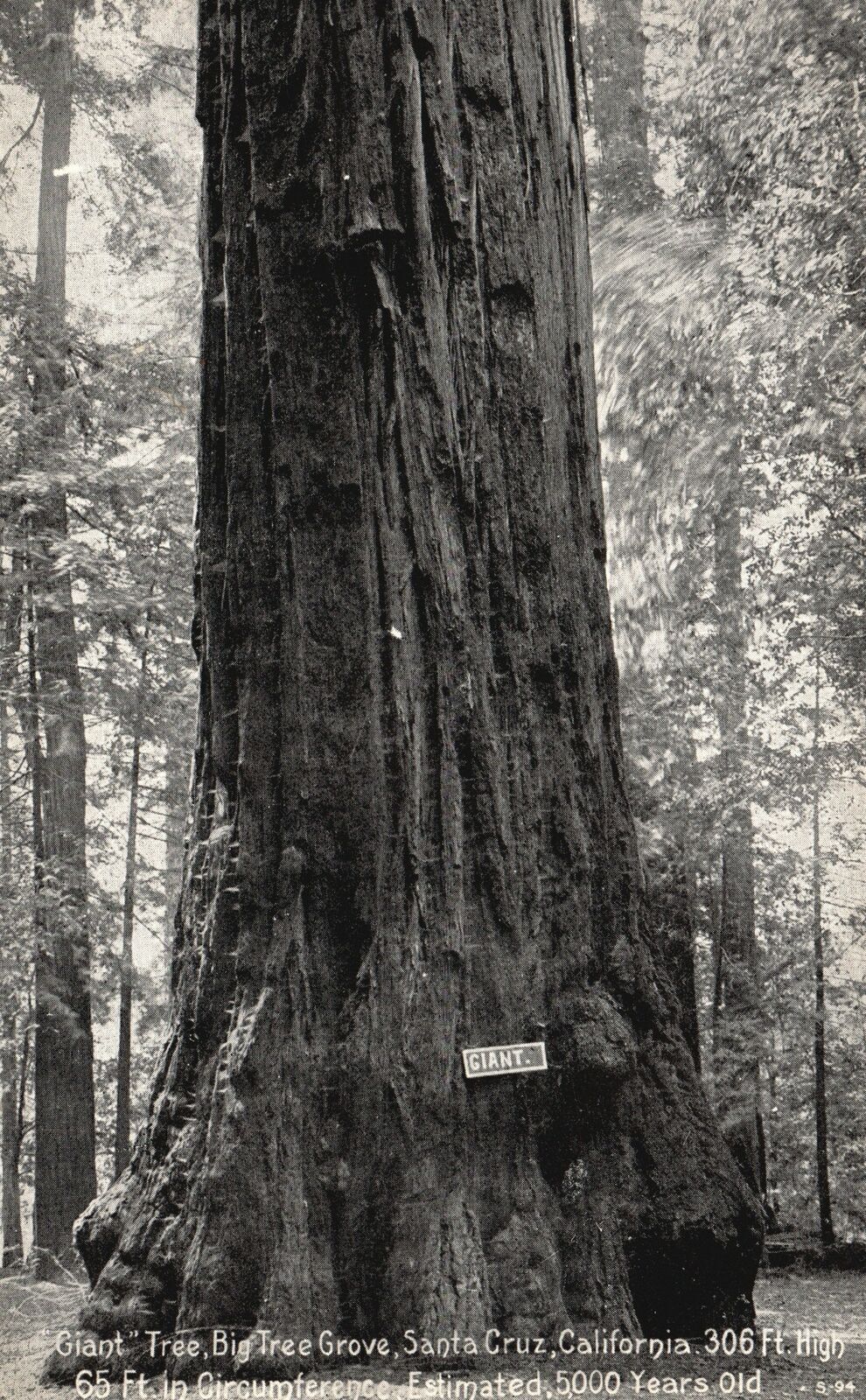 Vintage Postcard 1910's Giant Tree Big Tree Grove Santa Cruz California ...