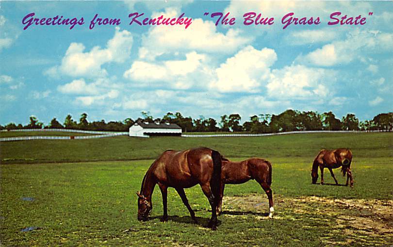 Greetings from Kentucky The bluegrass state, horses Lexington Kentucky ...