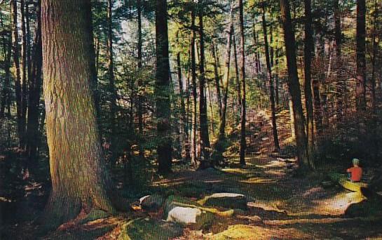 Pennsylvania Cook Forest State Park Forest Cathedral In Cook Forest ...