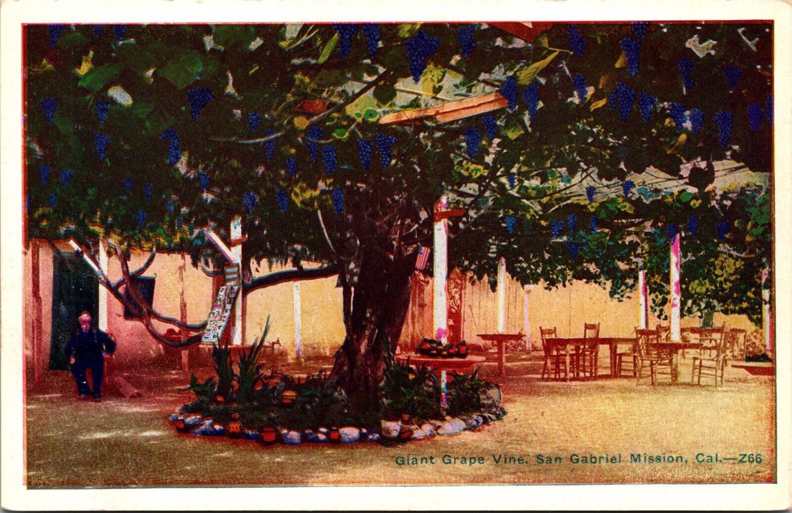 Giant Grape Vine San Gabriel Mission California Fruit Tree UNP Vintage ...