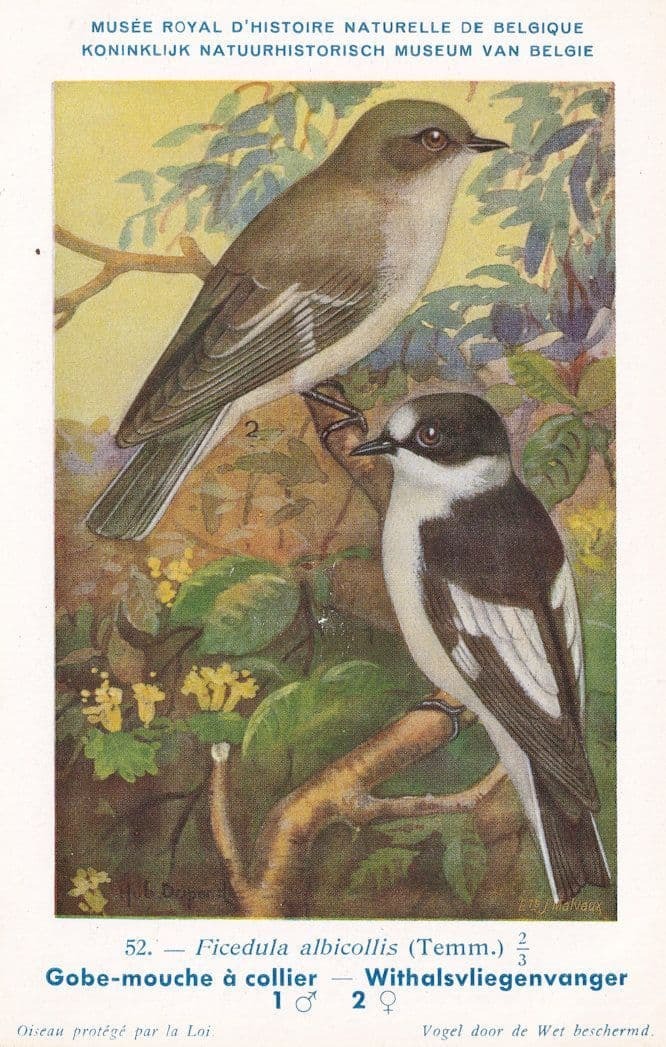Collared Flycatcher Ficedula Albicollis WW2 Bird Rare Postcard | Topics ...