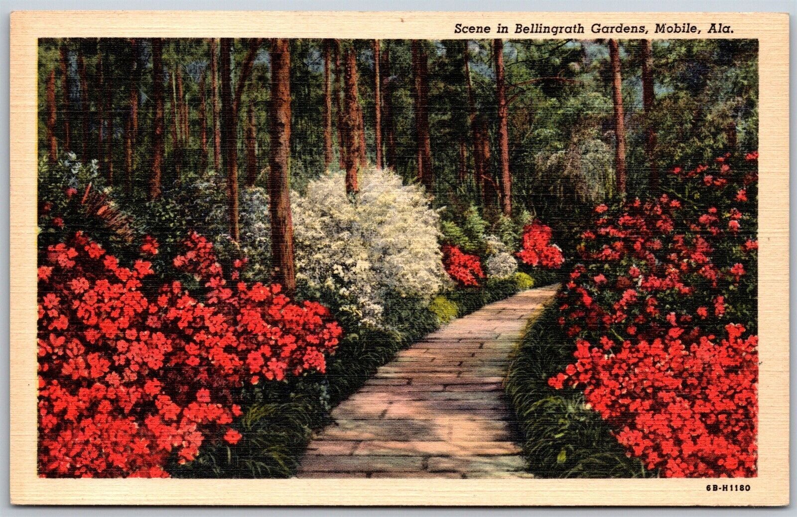 Vtg Mobile Alabama AL Bellingrath Gardens Azalea's Path Trail 1940s ...