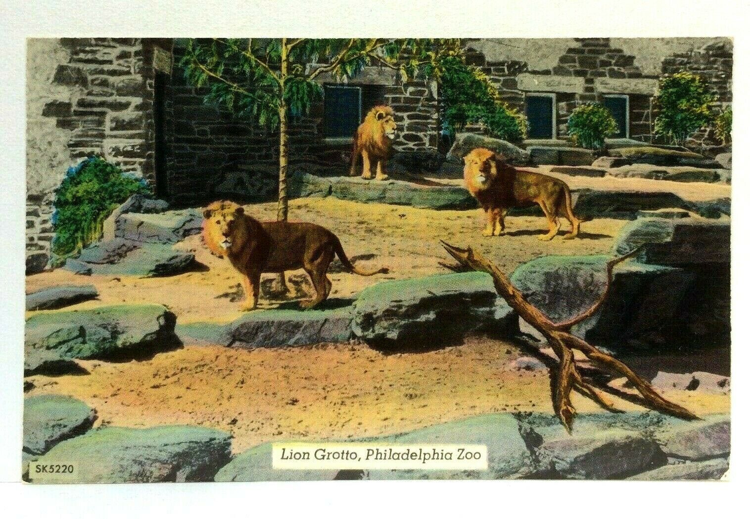 Philadelphia Pennsylvania Philadelphia Zoo Lion Grotto Postcard ...