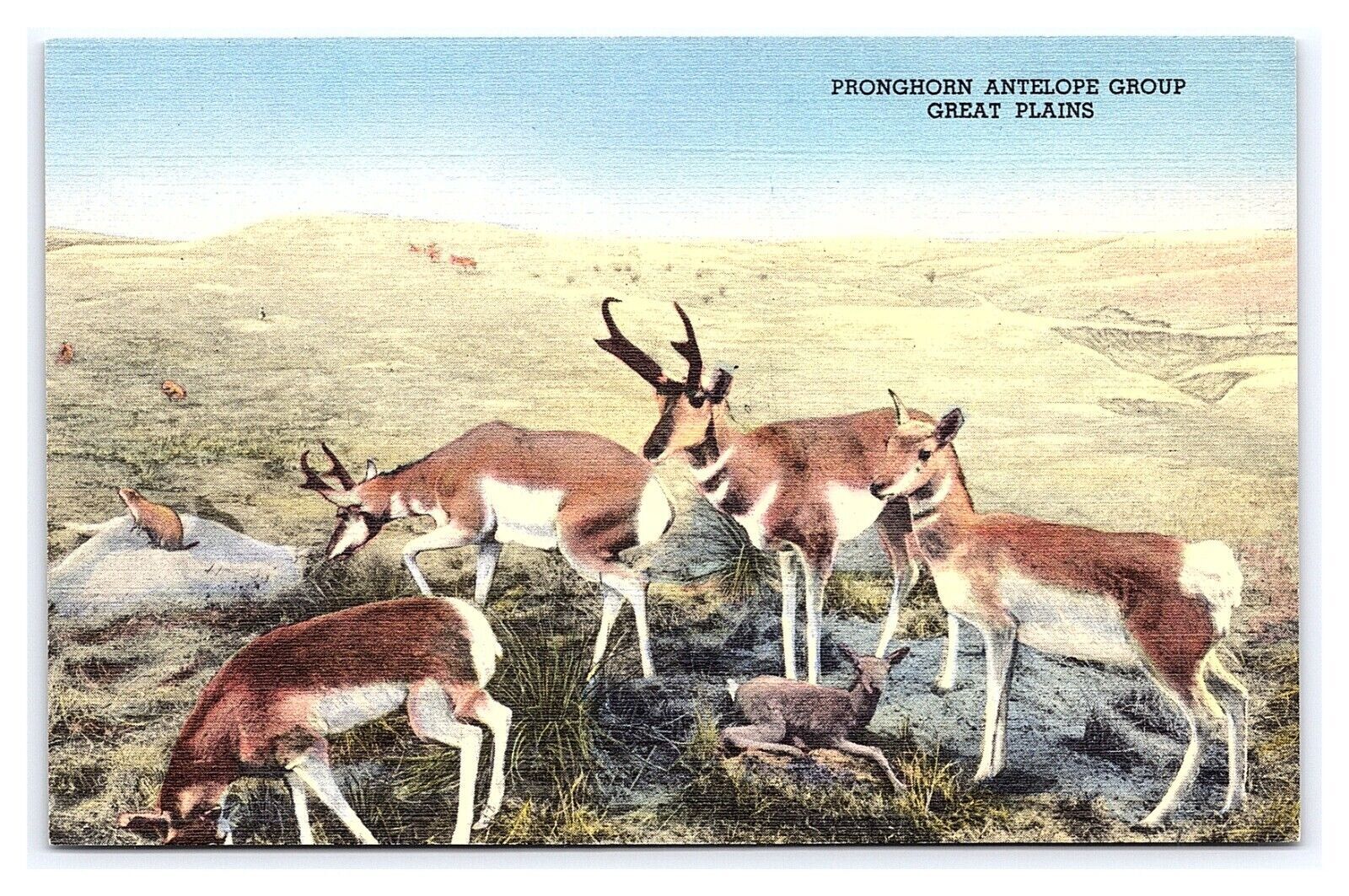 House Of Yesterday Museum Hasting Nebraska Postcard Pronghorn Antelope ...