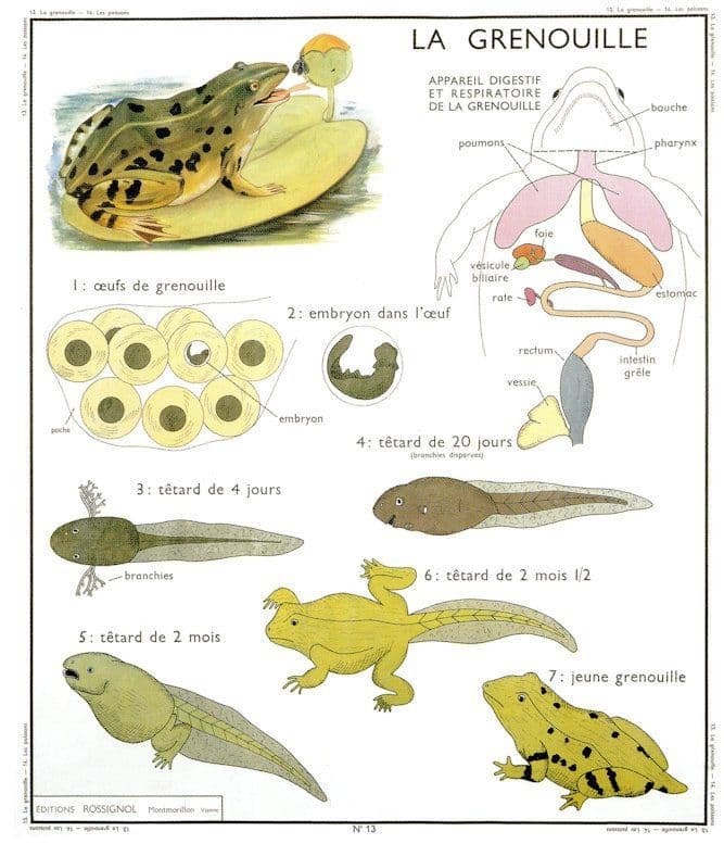 Garden Frog Tadpole Toad Old School College Wall Chart Postcard ...