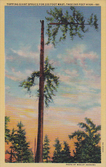 Topping Giant 265 Spruce Tree For 200 Foot Mast Curteich | Topics ...