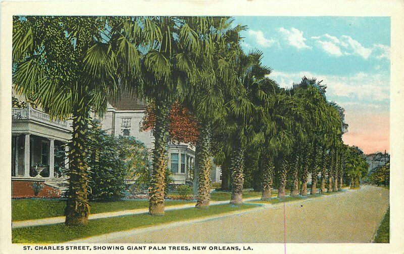 1920s St Charles Street Palm Trees New Orleans Teich Residences ...
