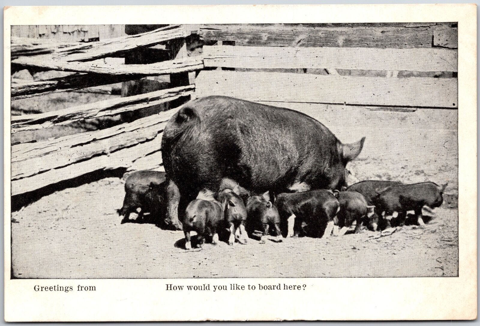 Pig Farm Feeding Piglets Greetings Card "How Would You Like To Board ...