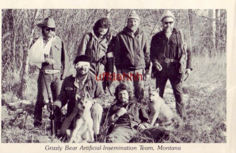 GRIZZLY BEAR ARTIFICIAL-INSEMINATION TEAM, MONTANA "Duckboy Cards" Paul ...