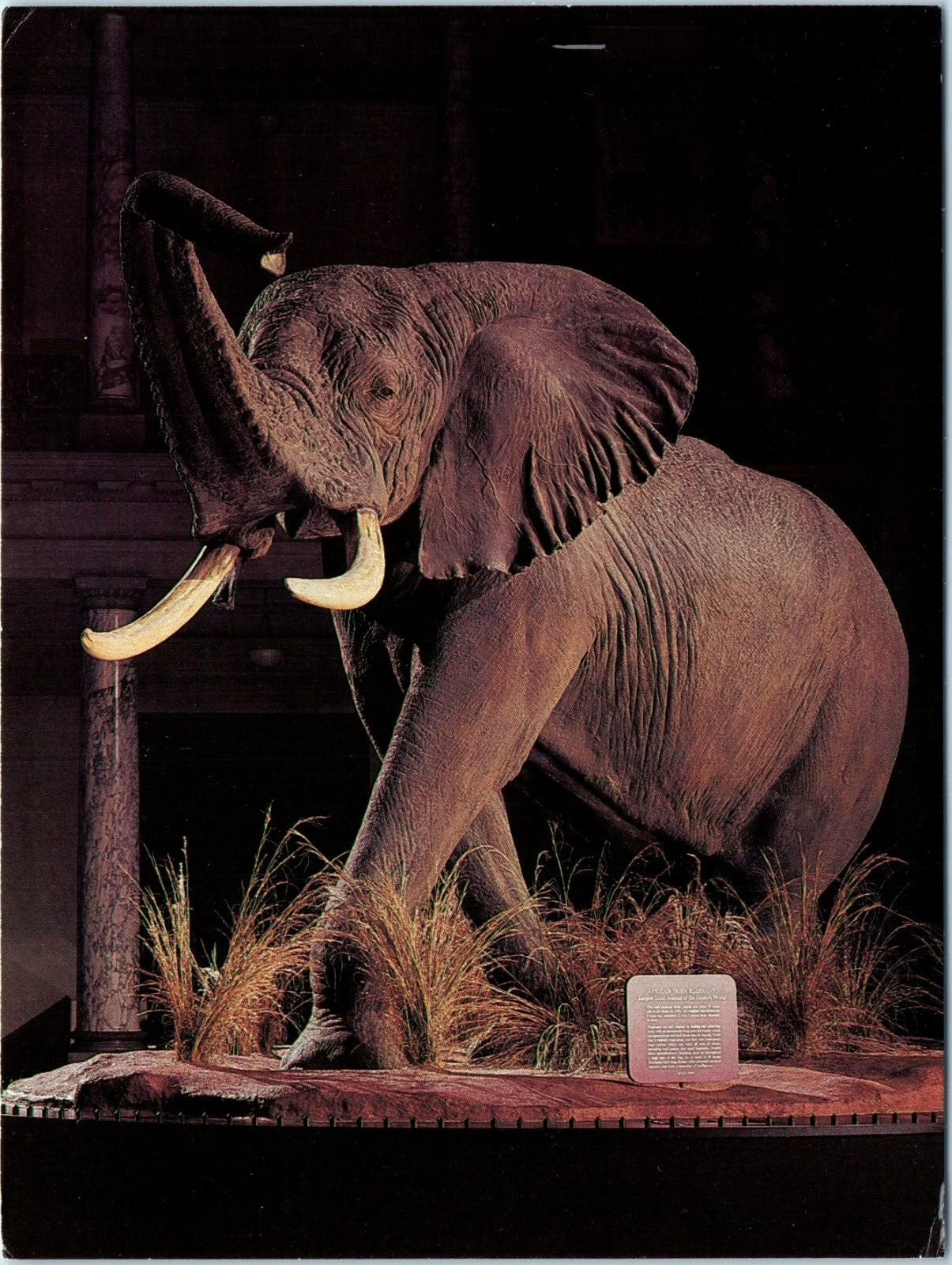Vintage Postcard African Elephant Saharah Desert Angola Elephant 50 ...