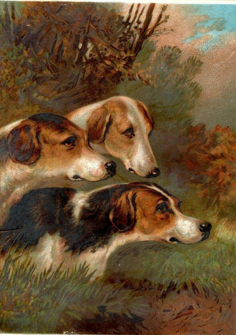 1880's FAB Lovely 3 Fox Hunting Dogs Victorian Trade Card *D | Ephemera ...