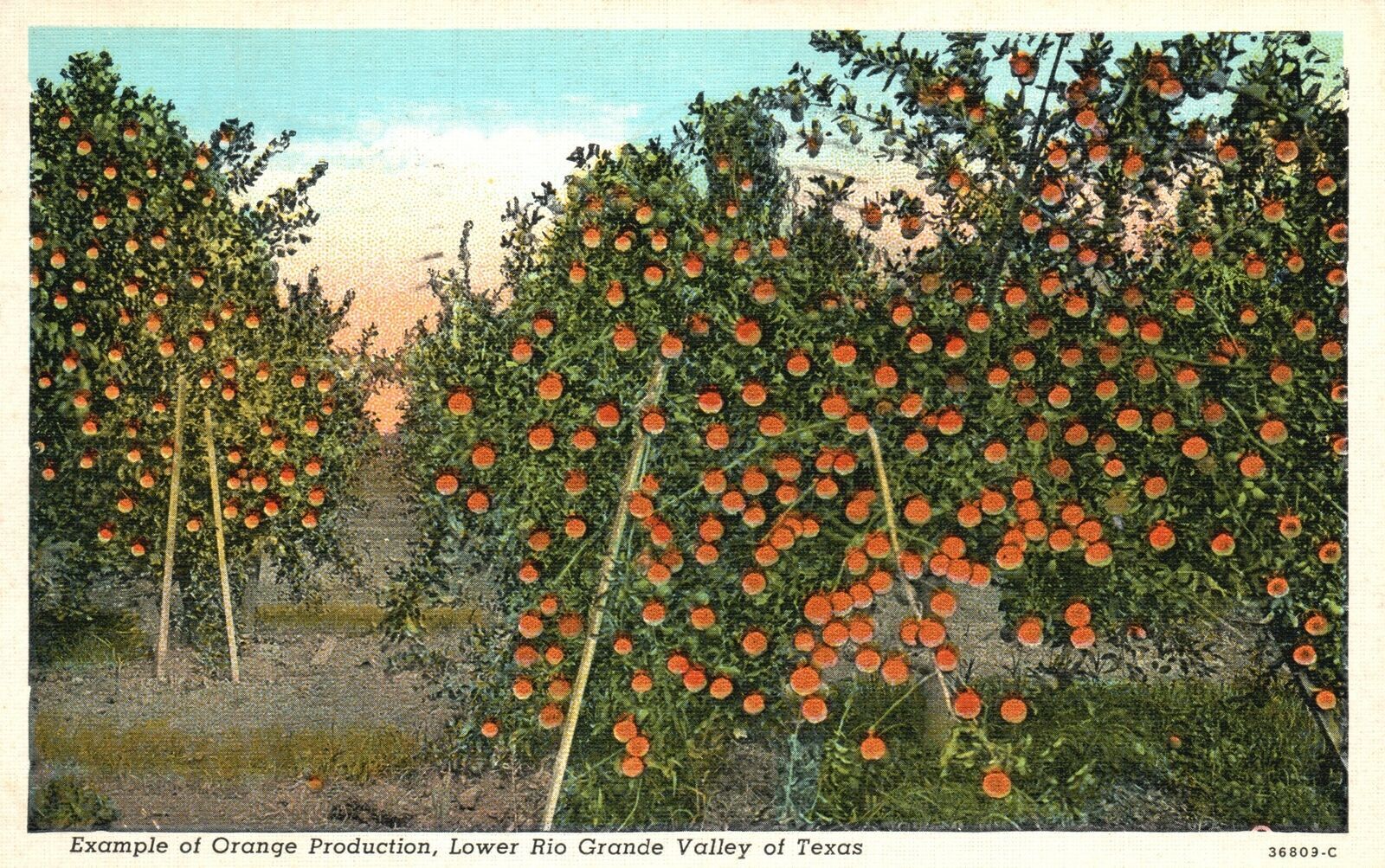 Vintage Postcard 1939 Example Orange Production Lower Rio Grande Valley ...