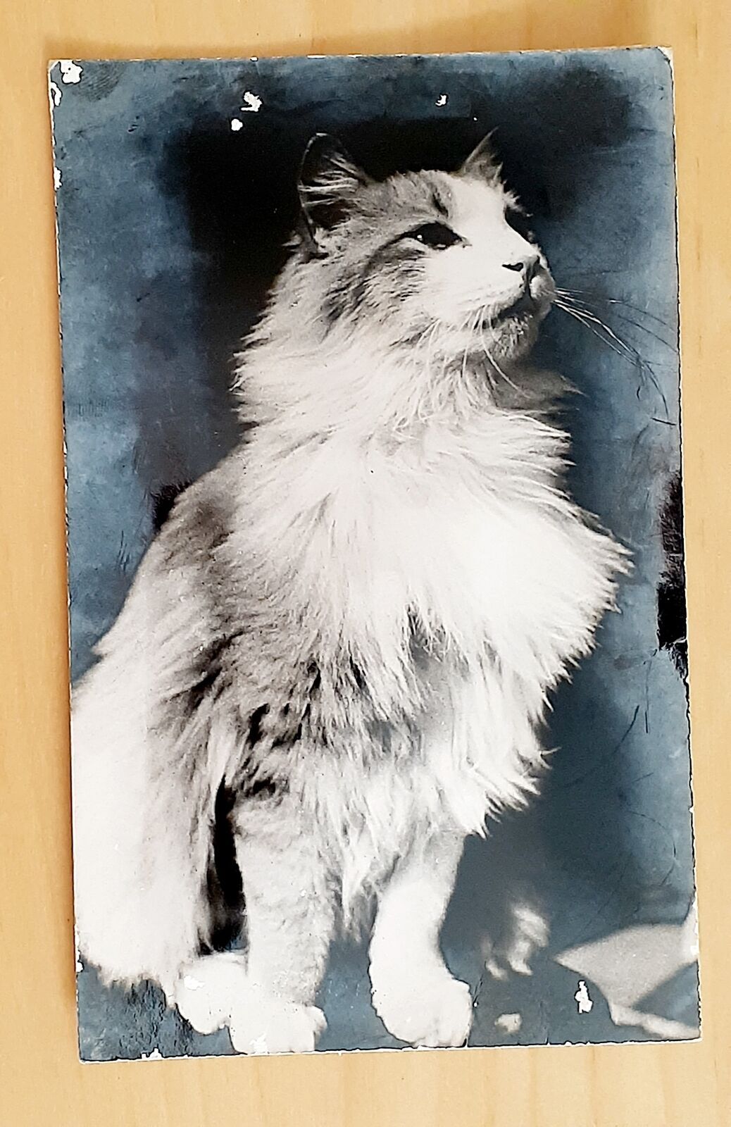 RPPC Postcard Squeaker Cat black and white photo squeaker works ...