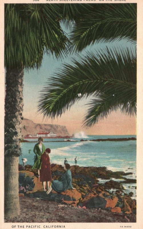 Vintage Postcard Bayfront View Beach And Palm Trees Of The Pacific ...