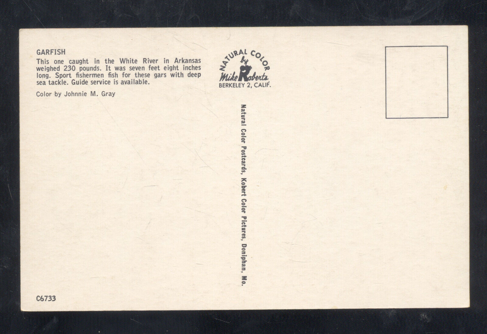 White River Arkansas 230 LB. GAR Fish Catch Fishing Vintage Postcard ...