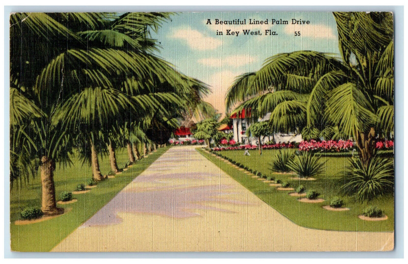 1949 A Beautiful Lined Palm Drive in Key West Florida FL Vintage ...