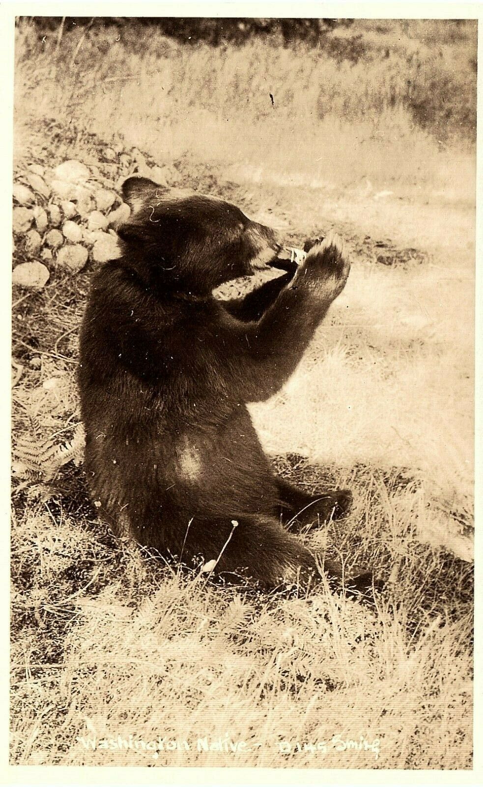 RPPC Anthropomorphic Bear Smith's Super Fab Cute Adorable Vintage ...