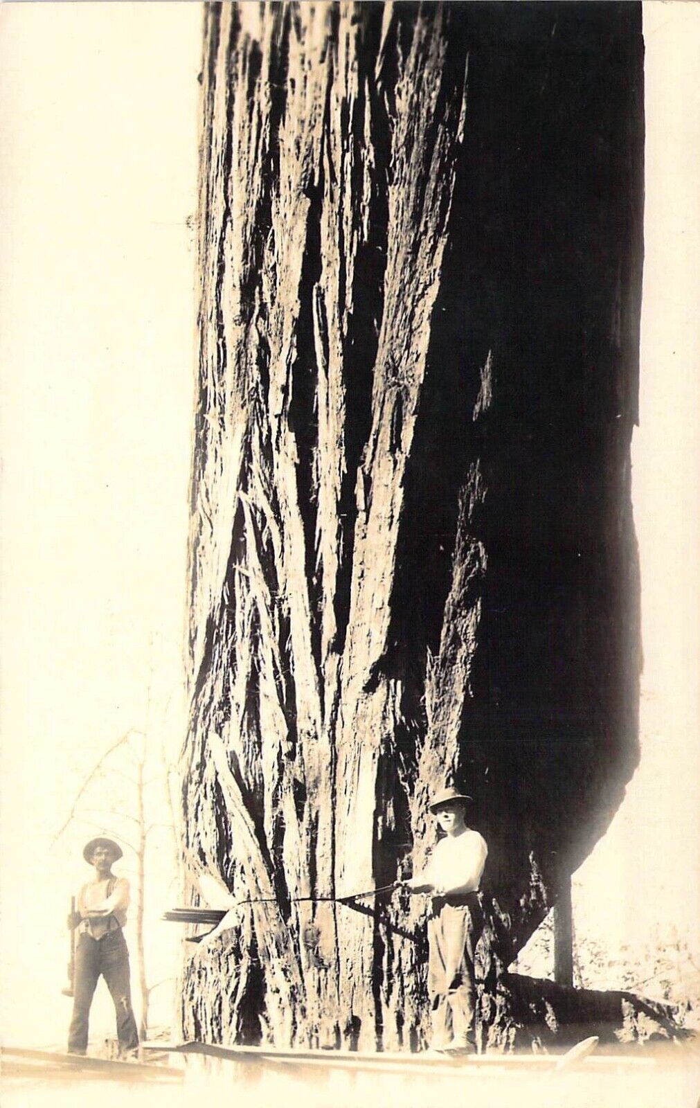 RARE c.'20, Real Photo, BIG TREE, Cross-cut Saw, Lumber Jacks, CA,Old ...