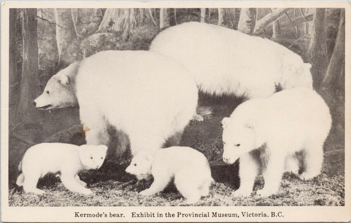 Kermode Bears Victoria BC Provincial Museum Exhibit Spirit Bear ...
